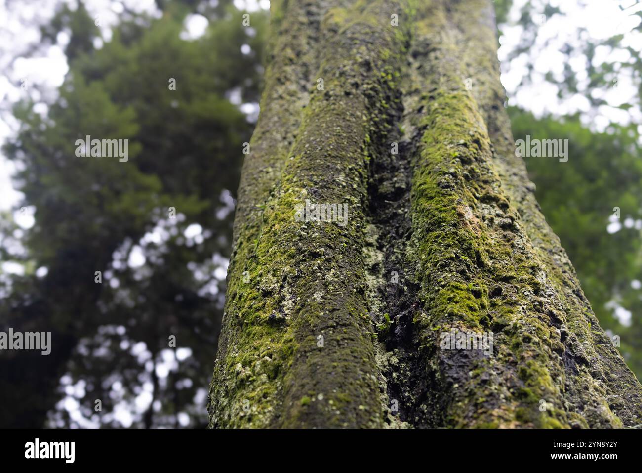Macro photography forest moss hi-res stock photography and images - Alamy