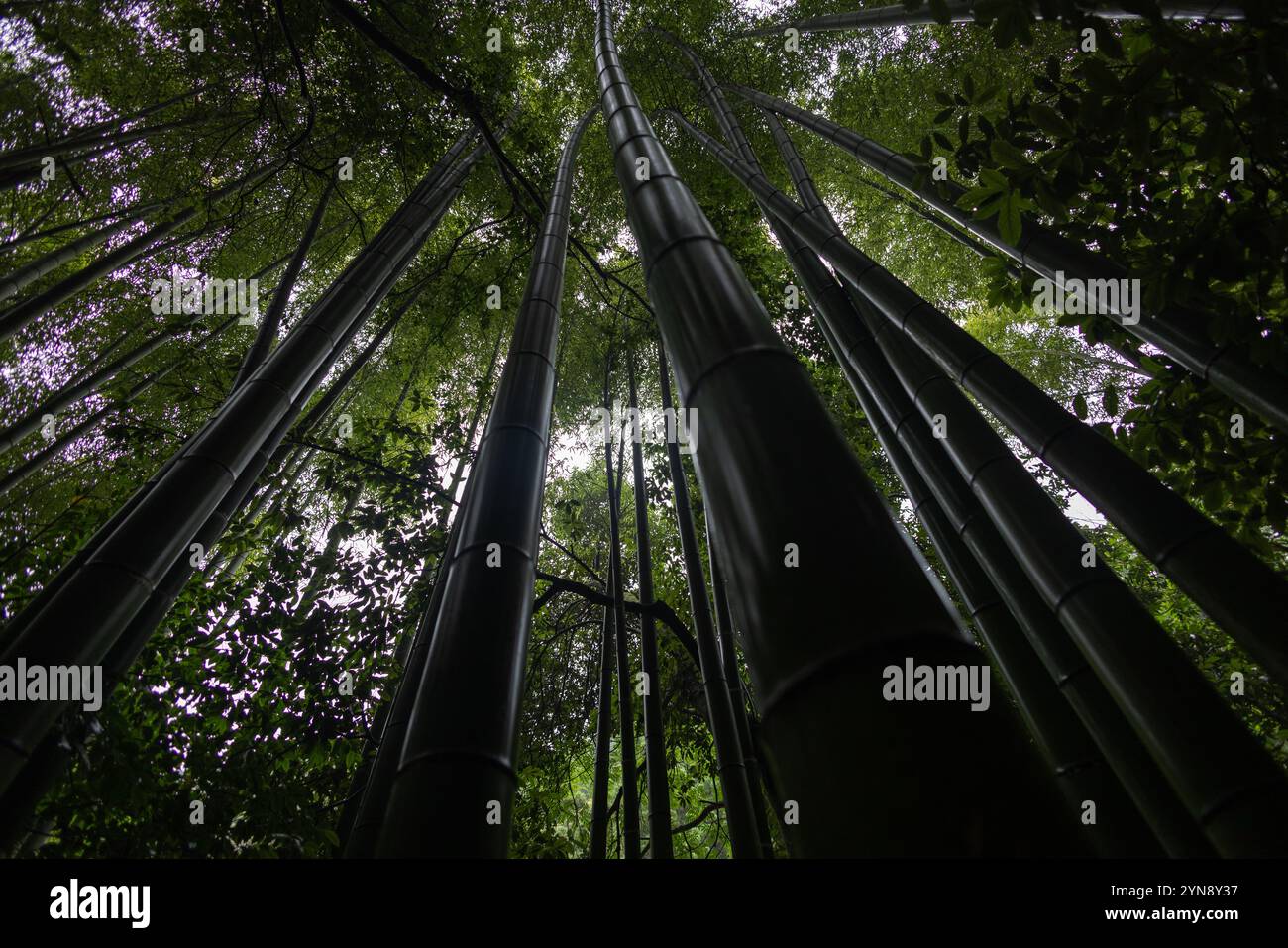 Majestic Bamboo Forest Canopy in Japan Stock Photo - Alamy