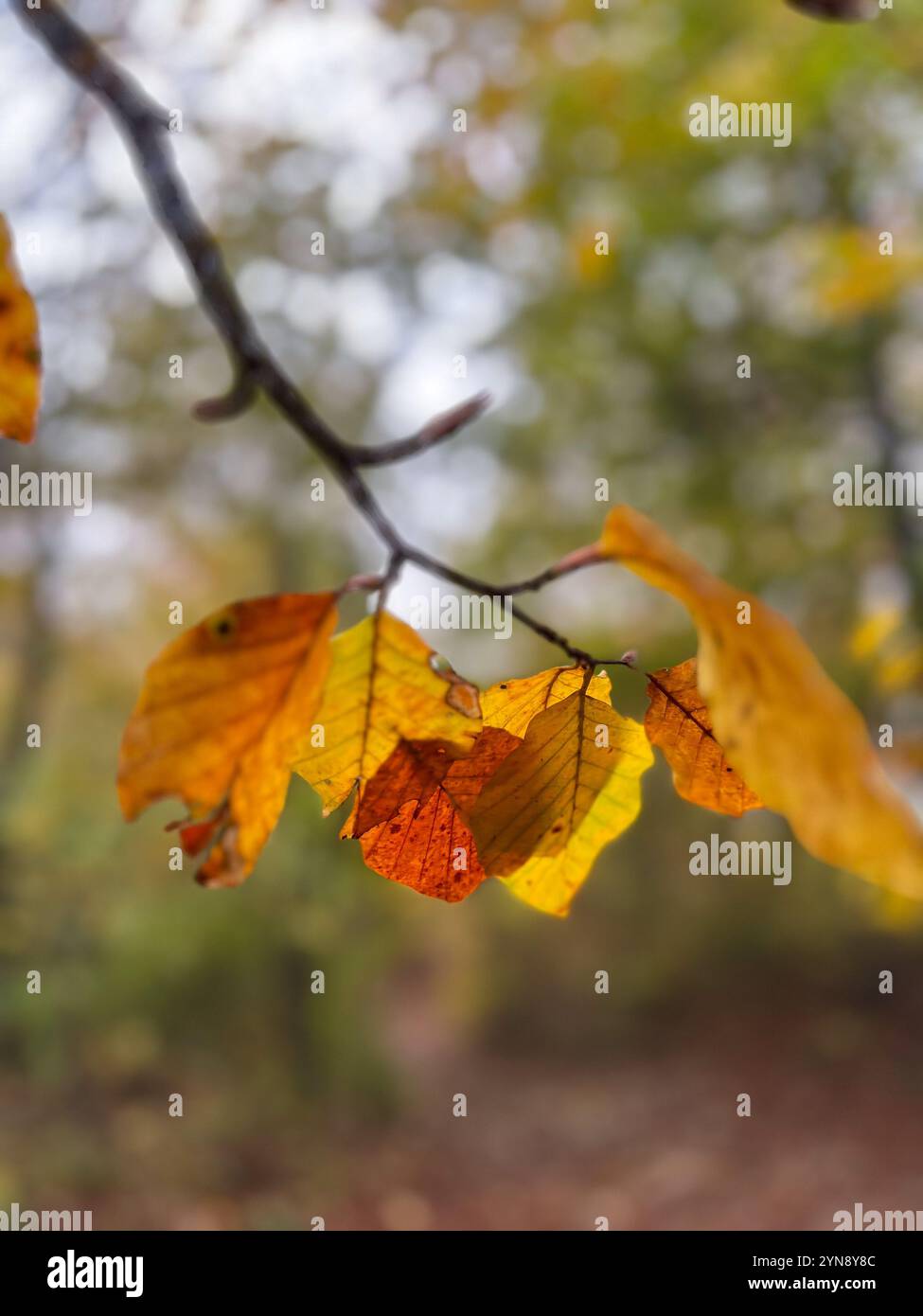 Close-Up of Autumn Leaves on a Tree Branch Stock Photo - Alamy