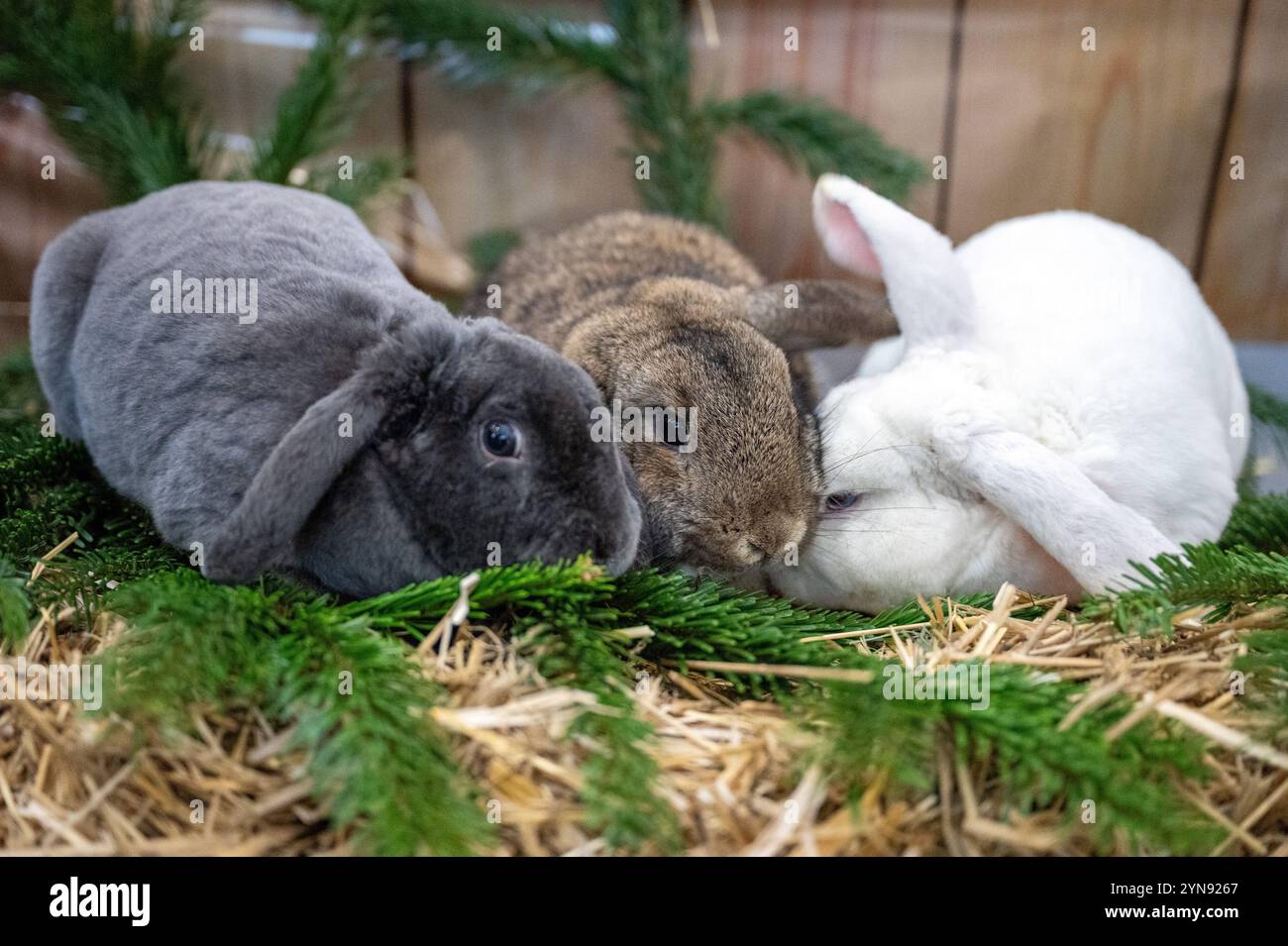 24 November 2024, Brandenburg, Paaren/Glien: Three rabbits of the breed ...