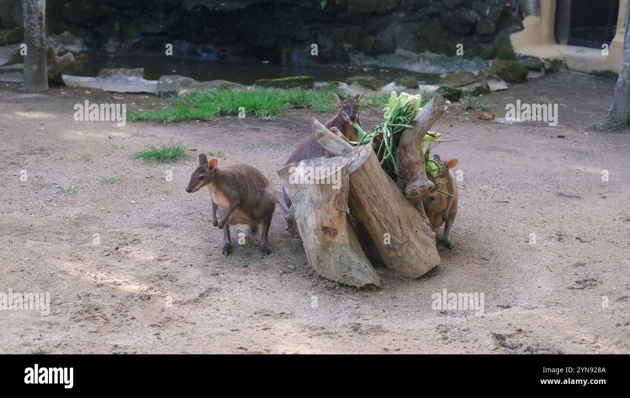 A portrait of Australian Wallabies at the Zoo. They are eating fresh ...