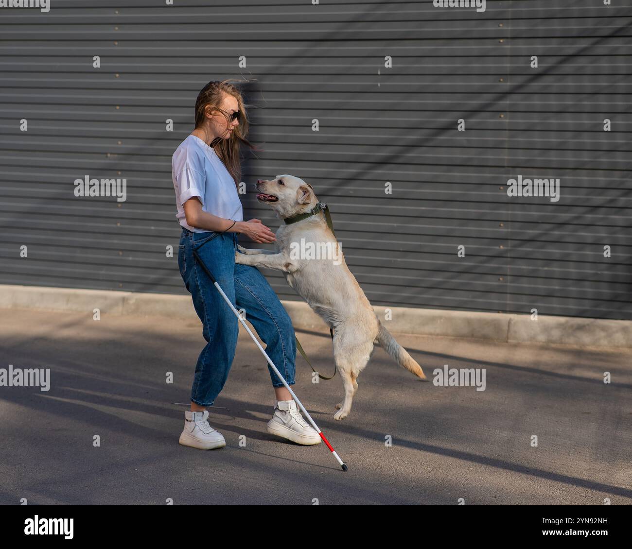 A blind woman walks her guide dog on the street. Girl hugging a ...