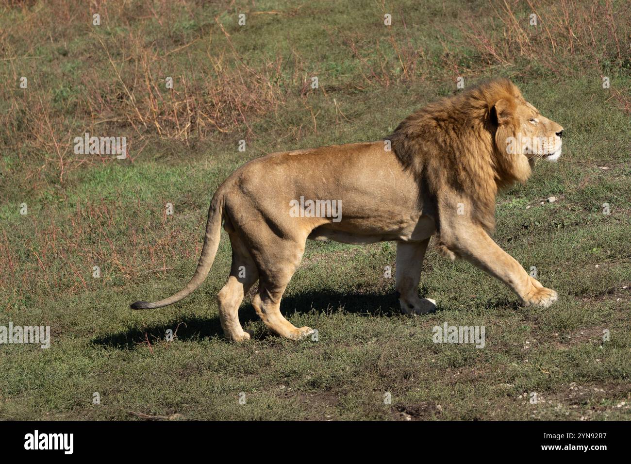 Lion Walking Grassland Safari - A majestic male lion walks through a ...
