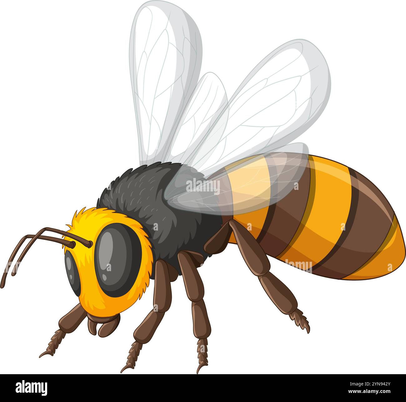 Detailed illustration of a honey bee Stock Vector Image & Art - Alamy