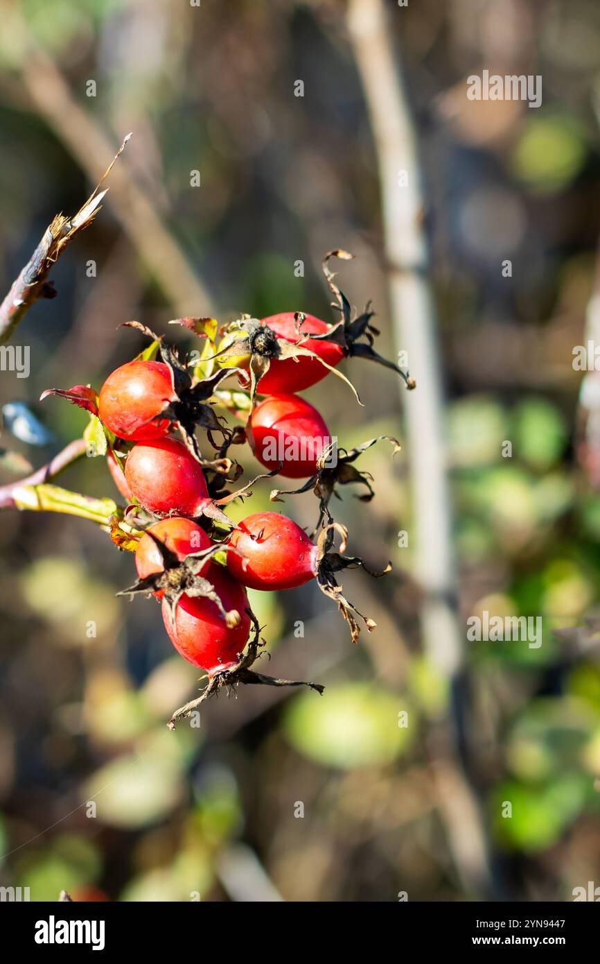 A vibrant bunch of red berries is growing abundantly on a tree branch ...