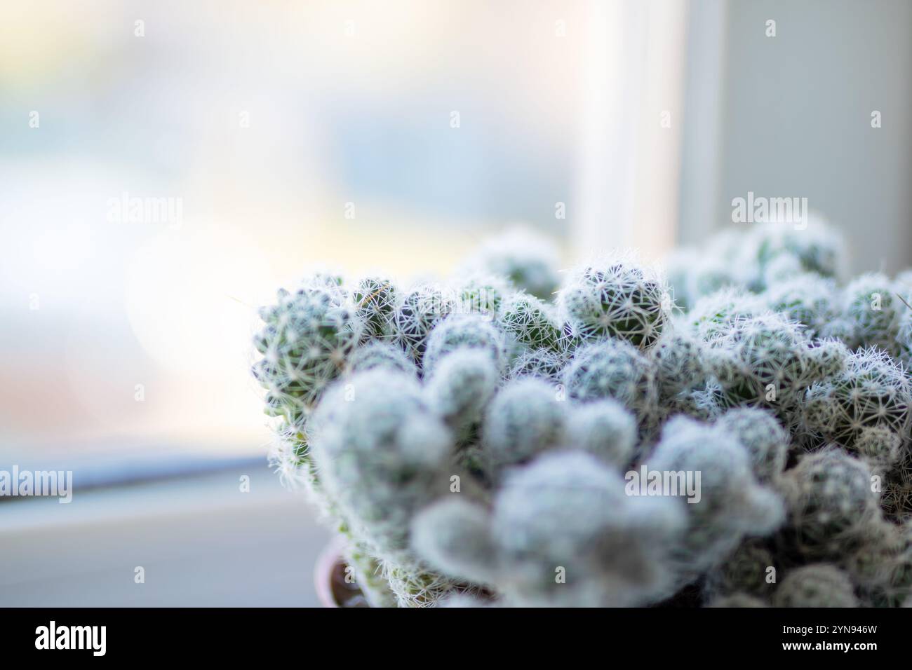 Here is a detailed closeup view of a bunch of small and vibrant cactus ...