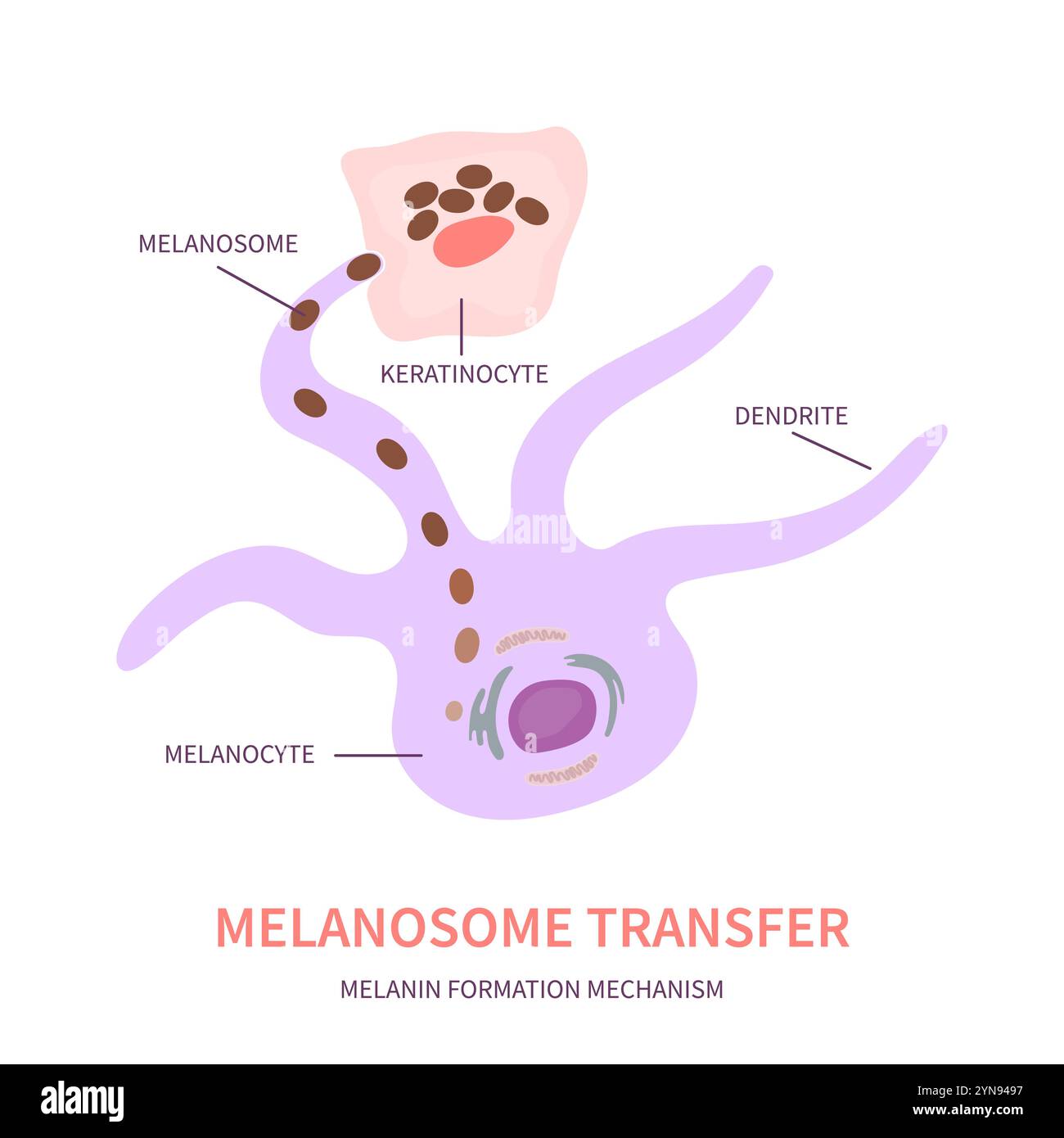 Melanin transfer hi-res stock photography and images - Alamy