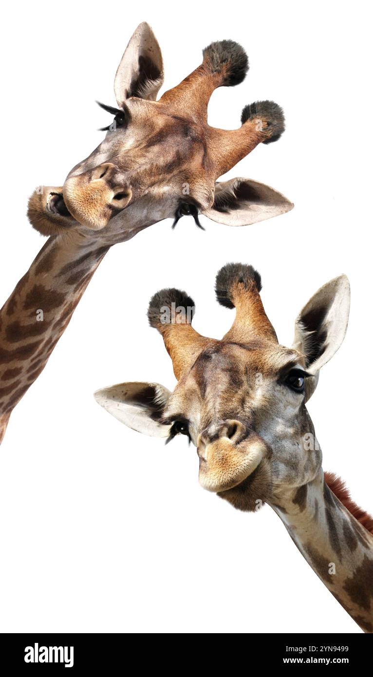 Two curious giraffes peeks from above. Cute giraffe with open mouth ...