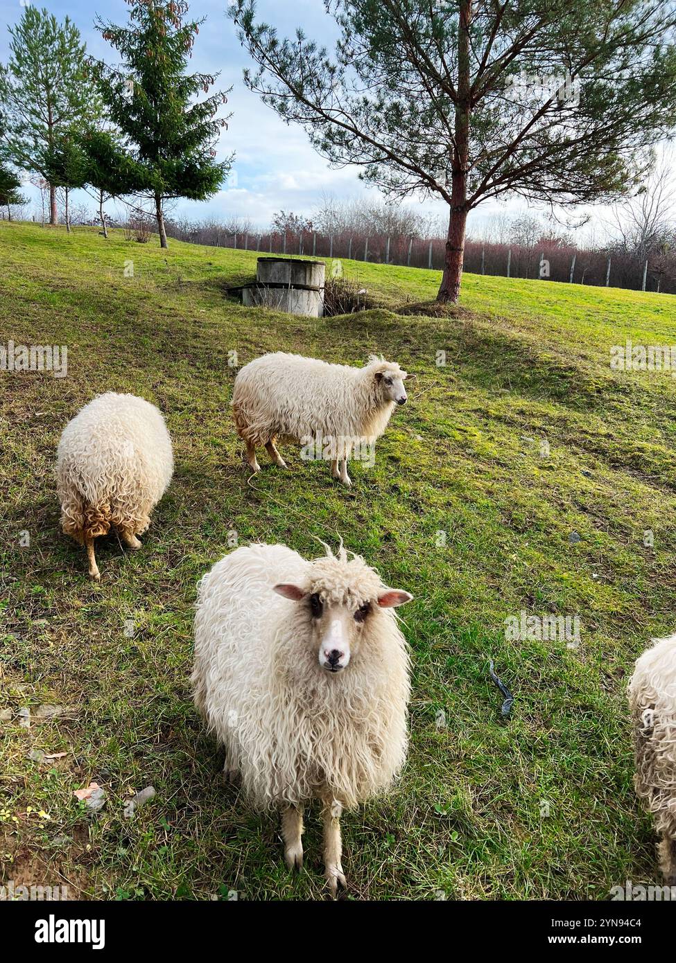 Sense of pastoral life hi-res stock photography and images - Alamy