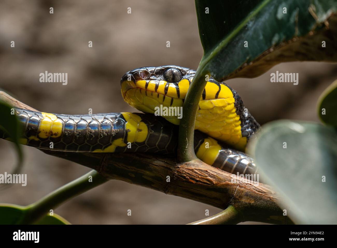 Gold-ringed Cat Snake - Boiga dendrophila, beautiful colored snake from ...