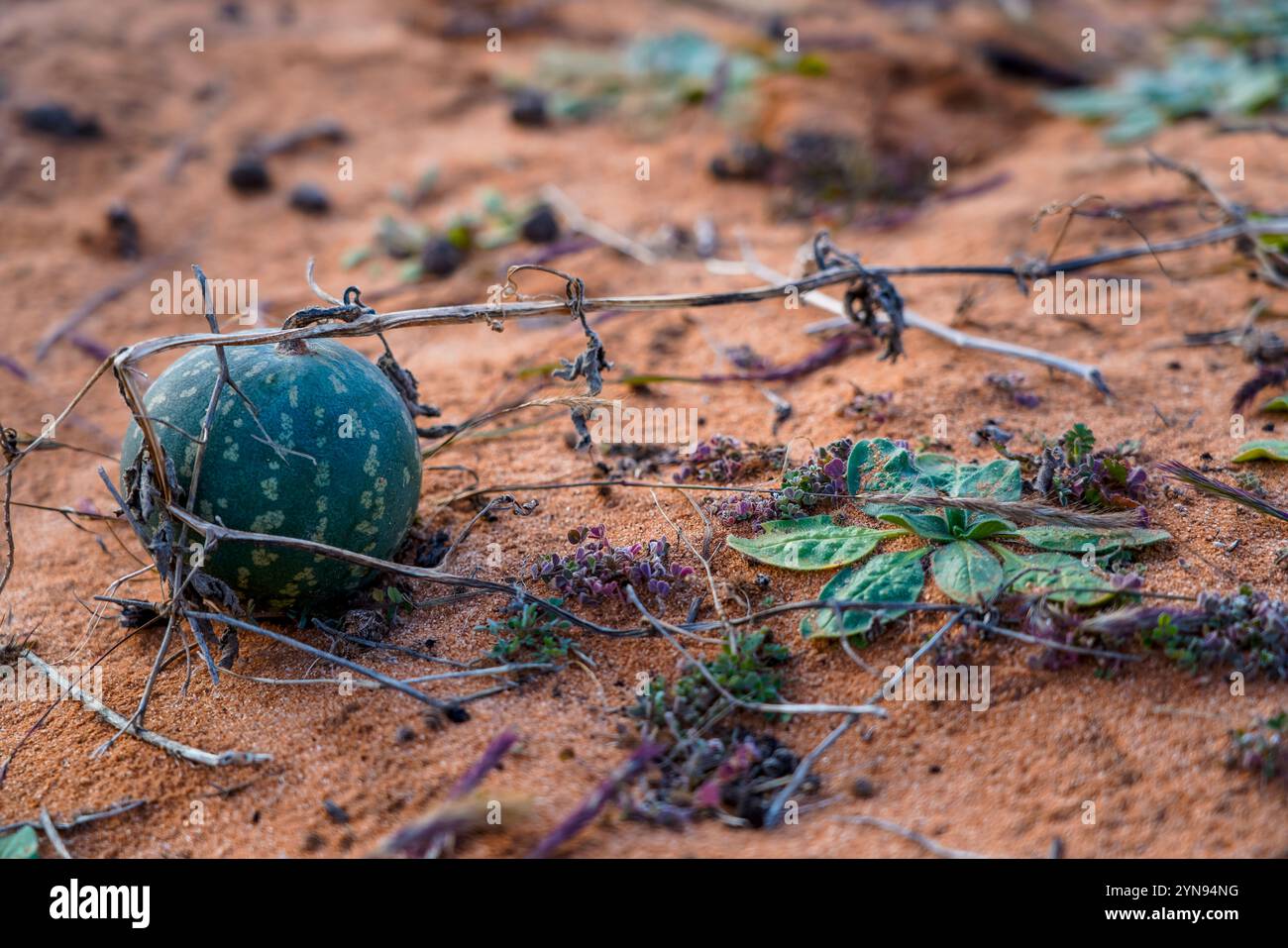 Paddy melons growing on the ground in Mungo National Park NSW Stock ...