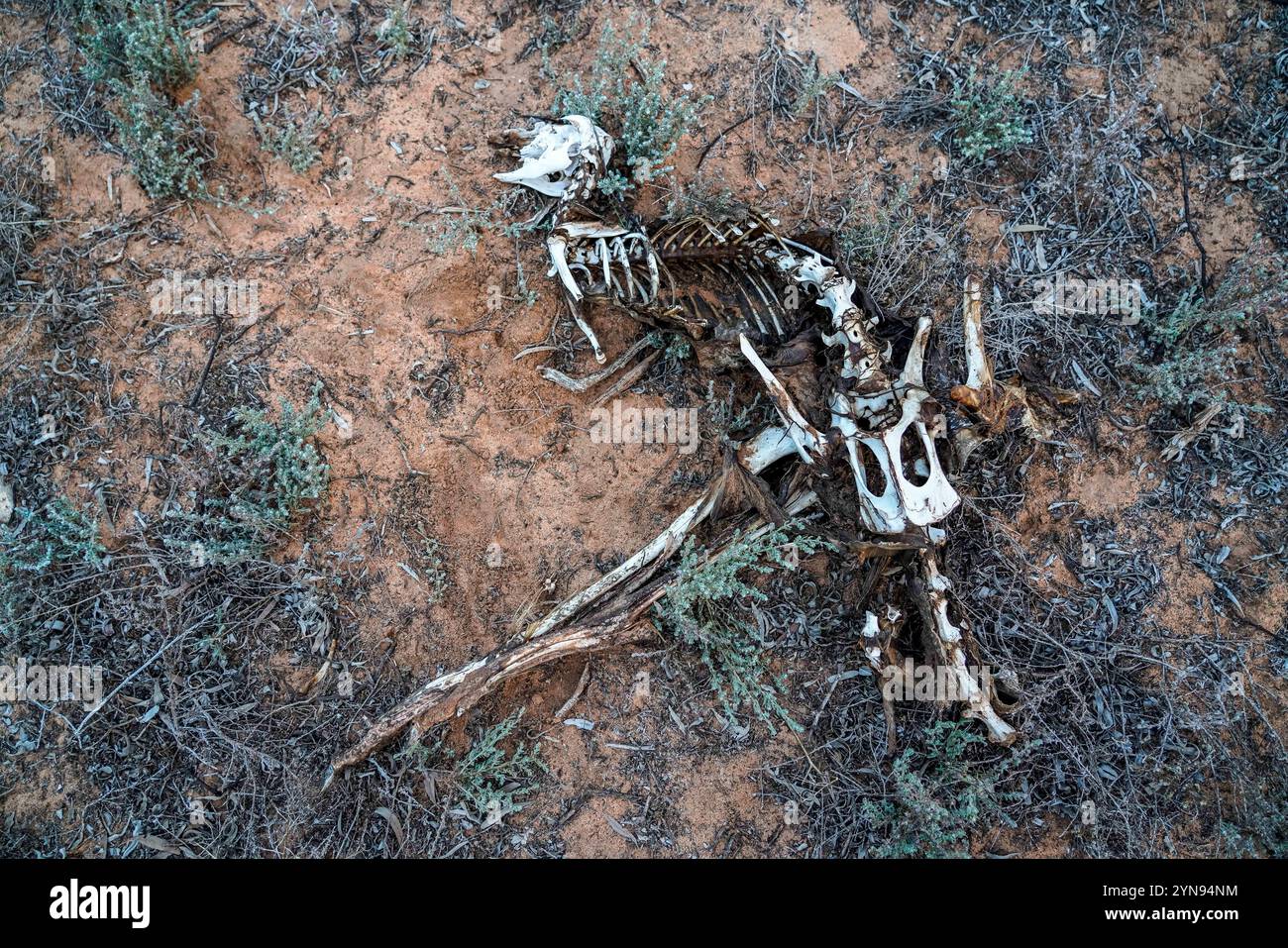 Overhead view of kangaroo skeleton on the ground in Mungo National Park ...