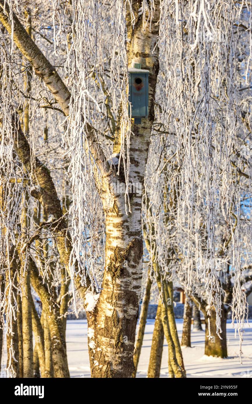 Birch tree grove with rime frost and a nesting box on a tree trunk ...
