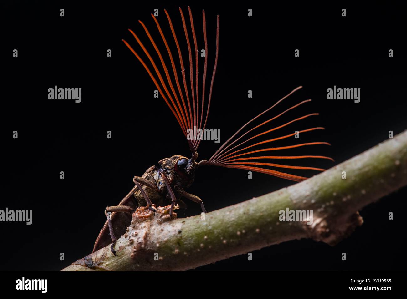 A longhorn beetle, Cerambycidae, with massive and unusual branched ...
