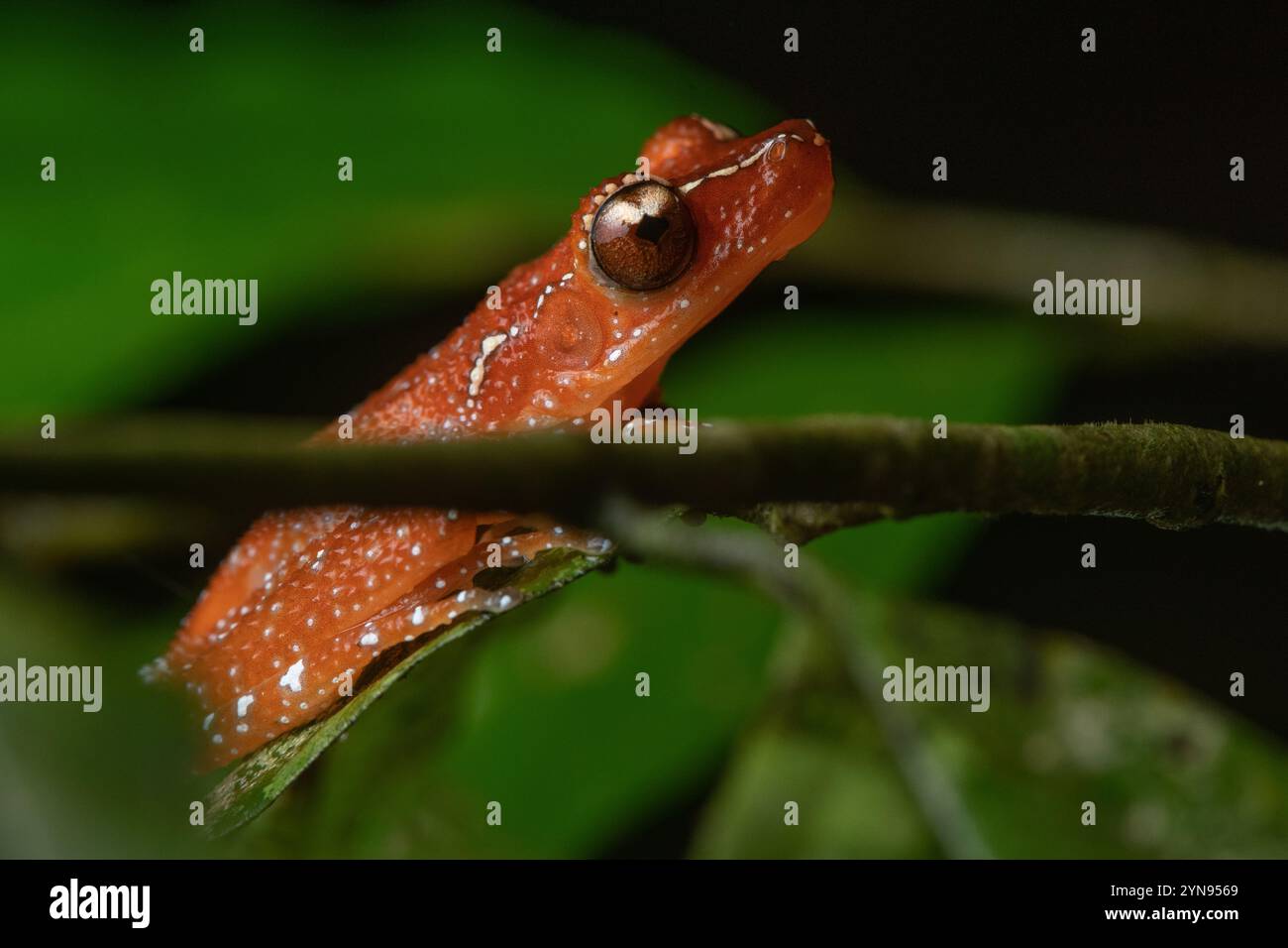 Peters tree frog hi-res stock photography and images - Alamy