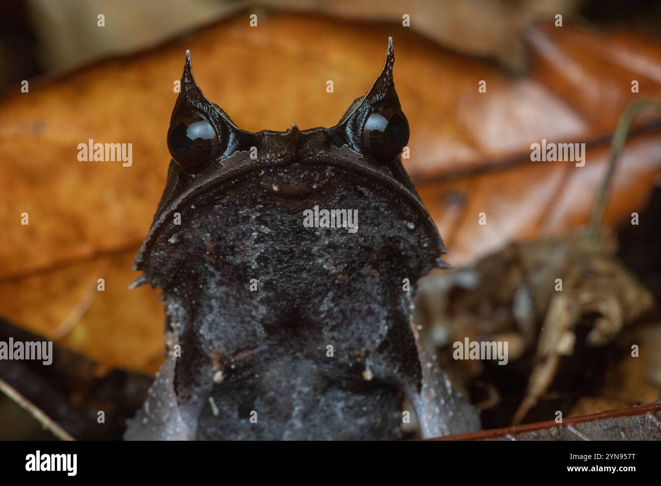 A long nosed horned frog (Pelobatrachus nasutus formerly Megophrys ...