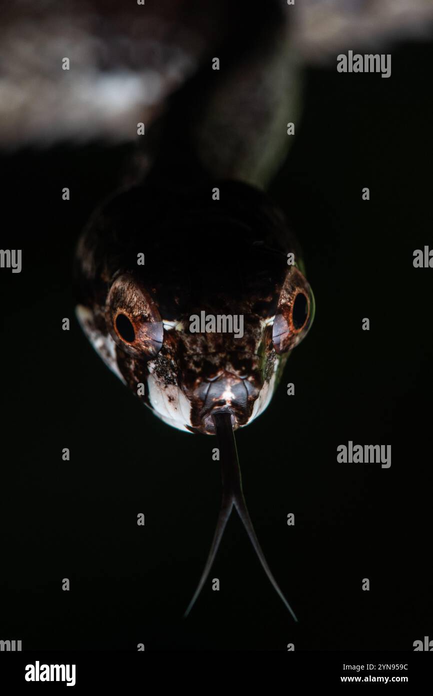 Blunthead Slug Snake (Aplopeltura boa) a harmless arboreal reptile ...