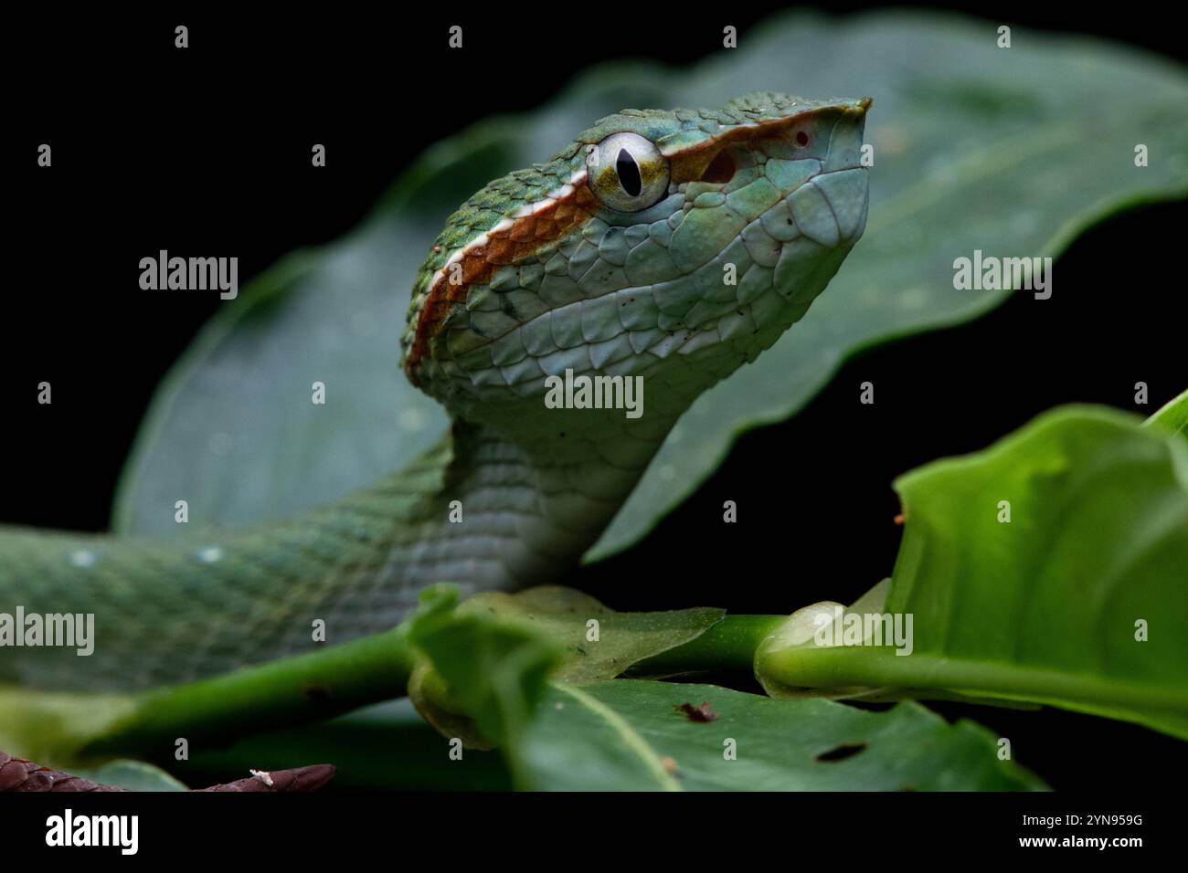 Bornean Keeled Green Pit Viper (Tropidolaemus subannulatus) is an ...