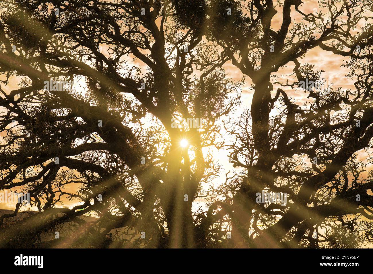 Sun Beaming through an Oak Tree. Morgan Territory Regional Preserve ...