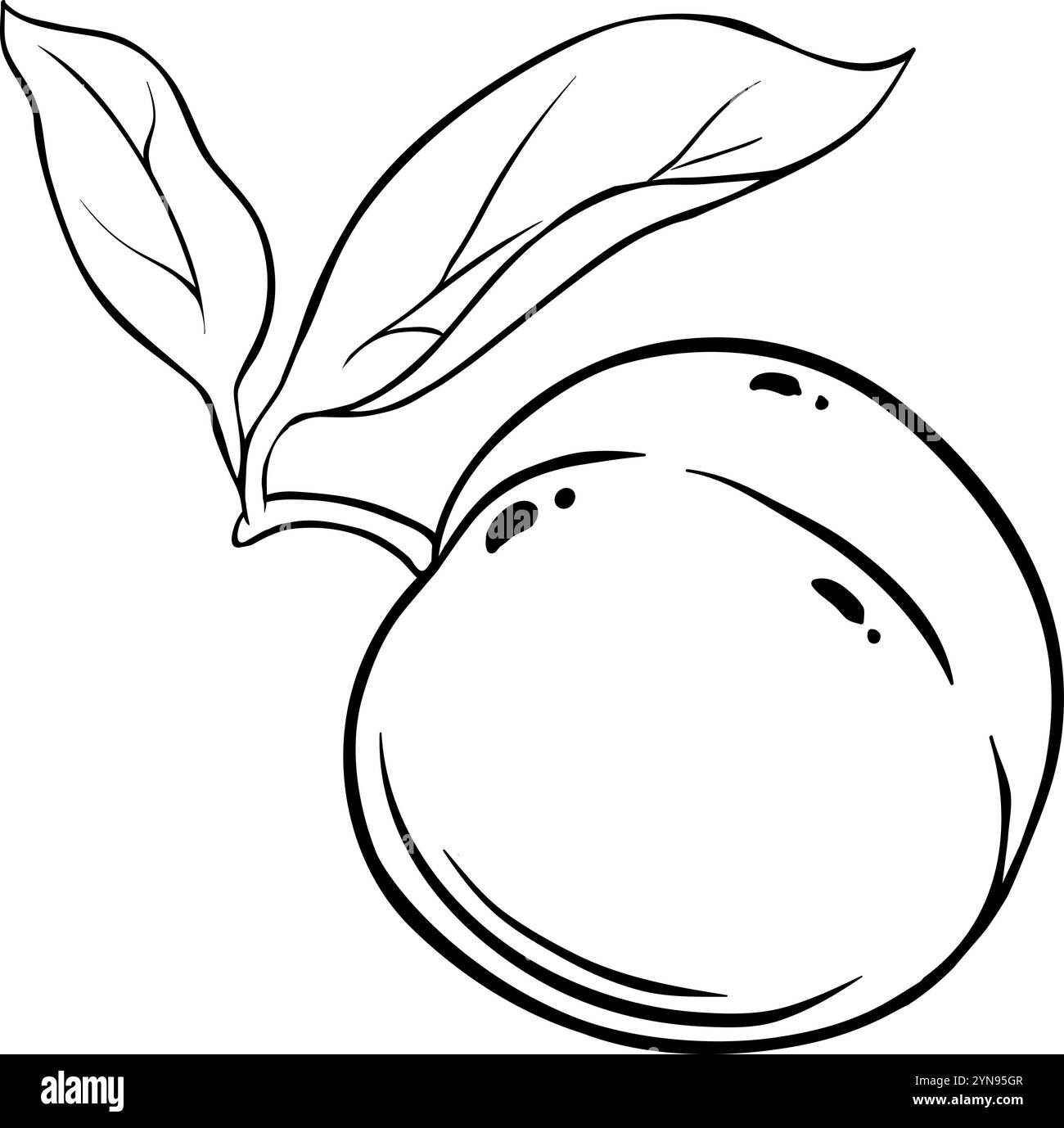 Peach Fruit Isolated Outline Illustration Stock Vector Image & Art - Alamy