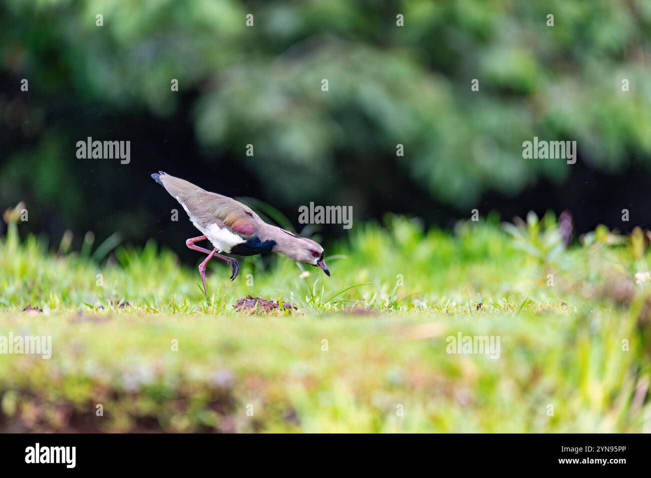 Southern Lapwing (Vanellus chilensis) - Known as quero-quero, wader ...
