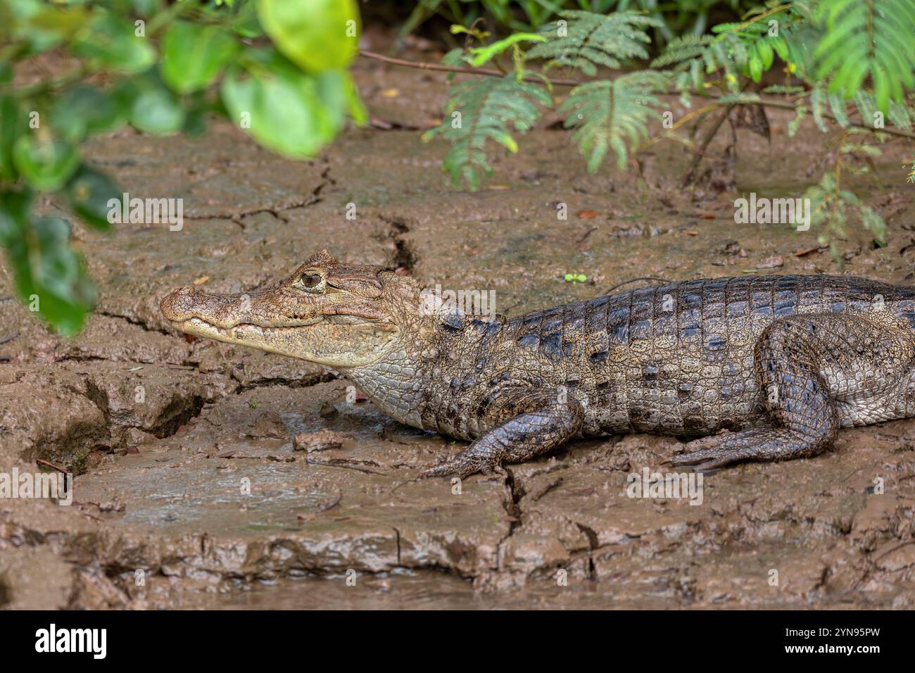 Spectacled caiman (Caiman crocodilus) or Common Caiman, crocodilian ...