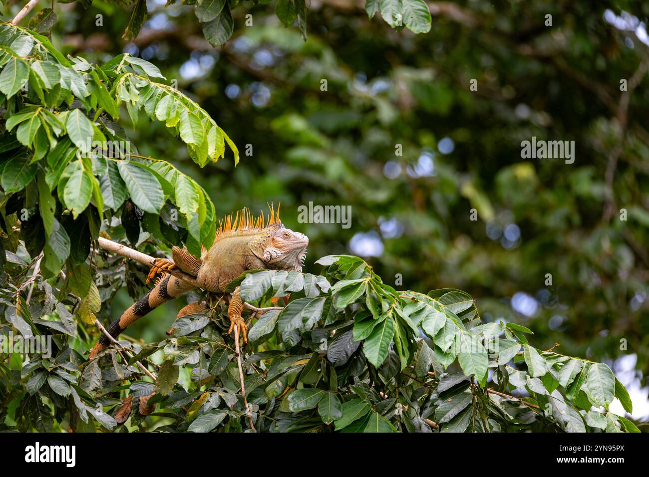 Green iguana (Iguana iguana) on tree in tropical rainforest, Refugio de ...