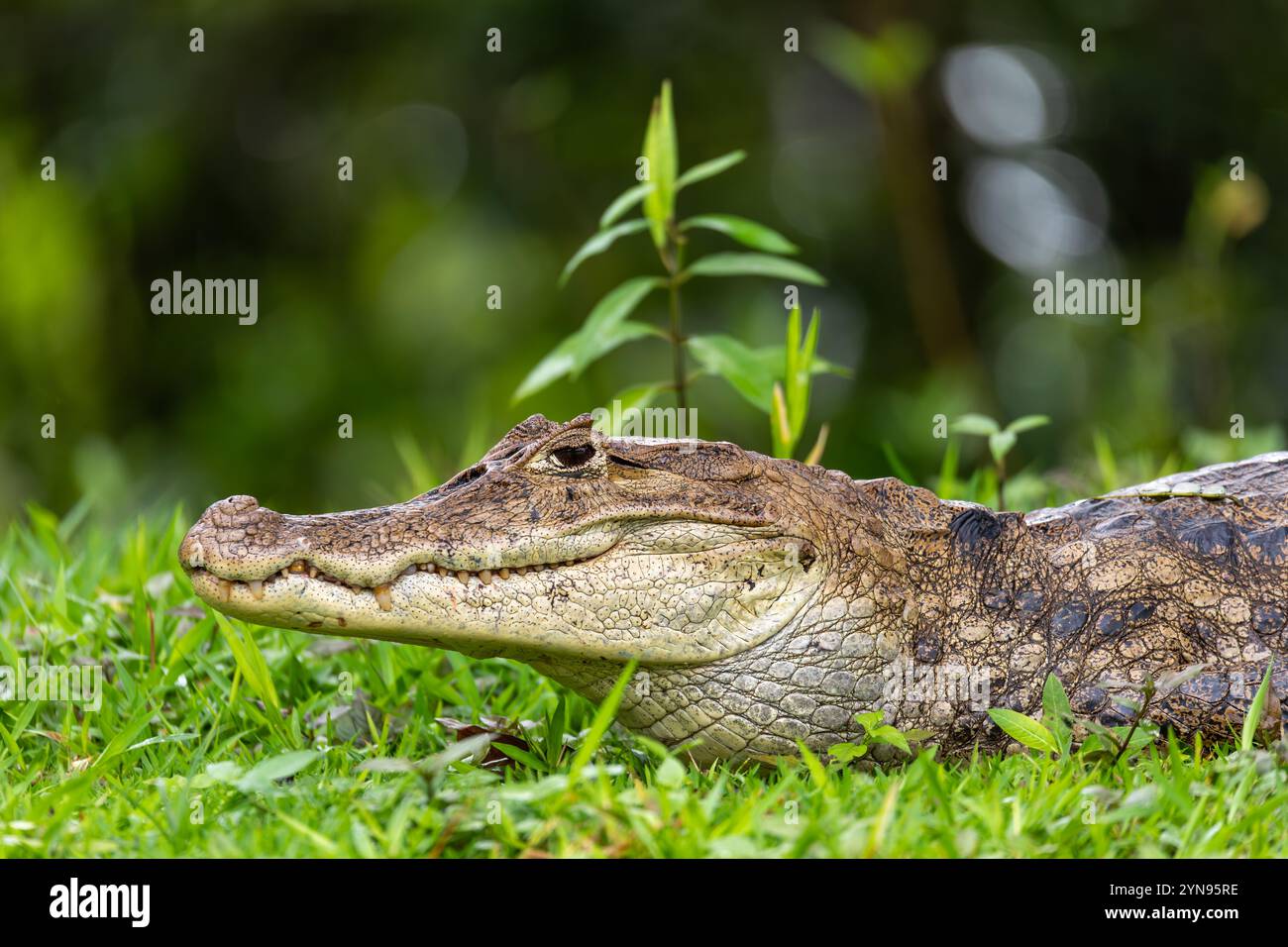 Spectacled caiman (Caiman crocodilus) or Common Caiman, crocodilian ...