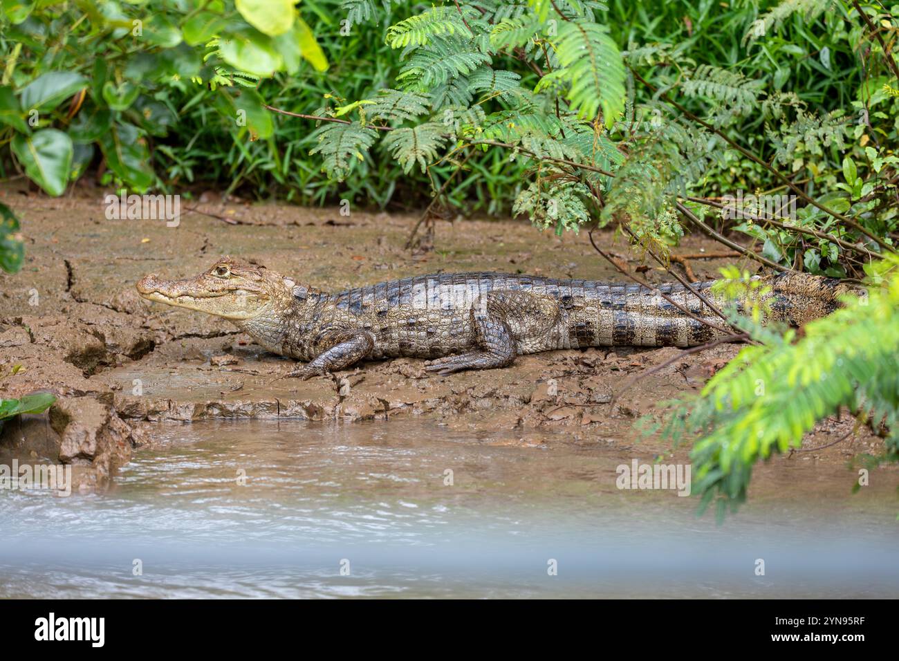 Spectacled caiman (Caiman crocodilus) or Common Caiman, crocodilian ...