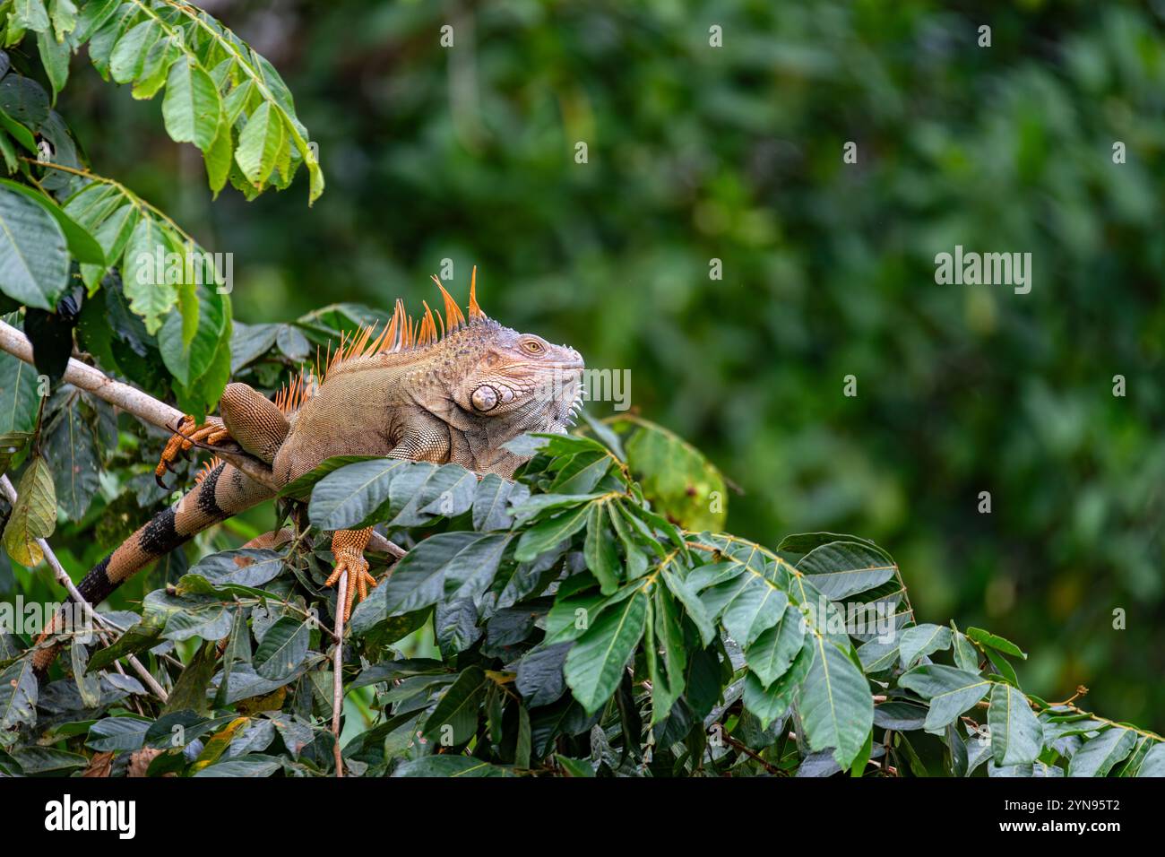 Green iguana (Iguana iguana) on tree in tropical rainforest, Refugio de ...