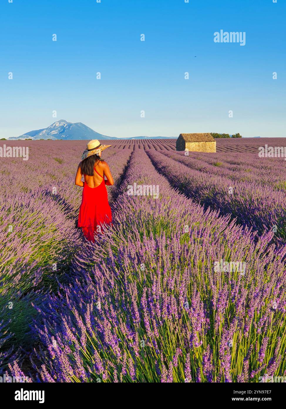 Wandering through vibrant lavender fields, a woman in a flowing red ...