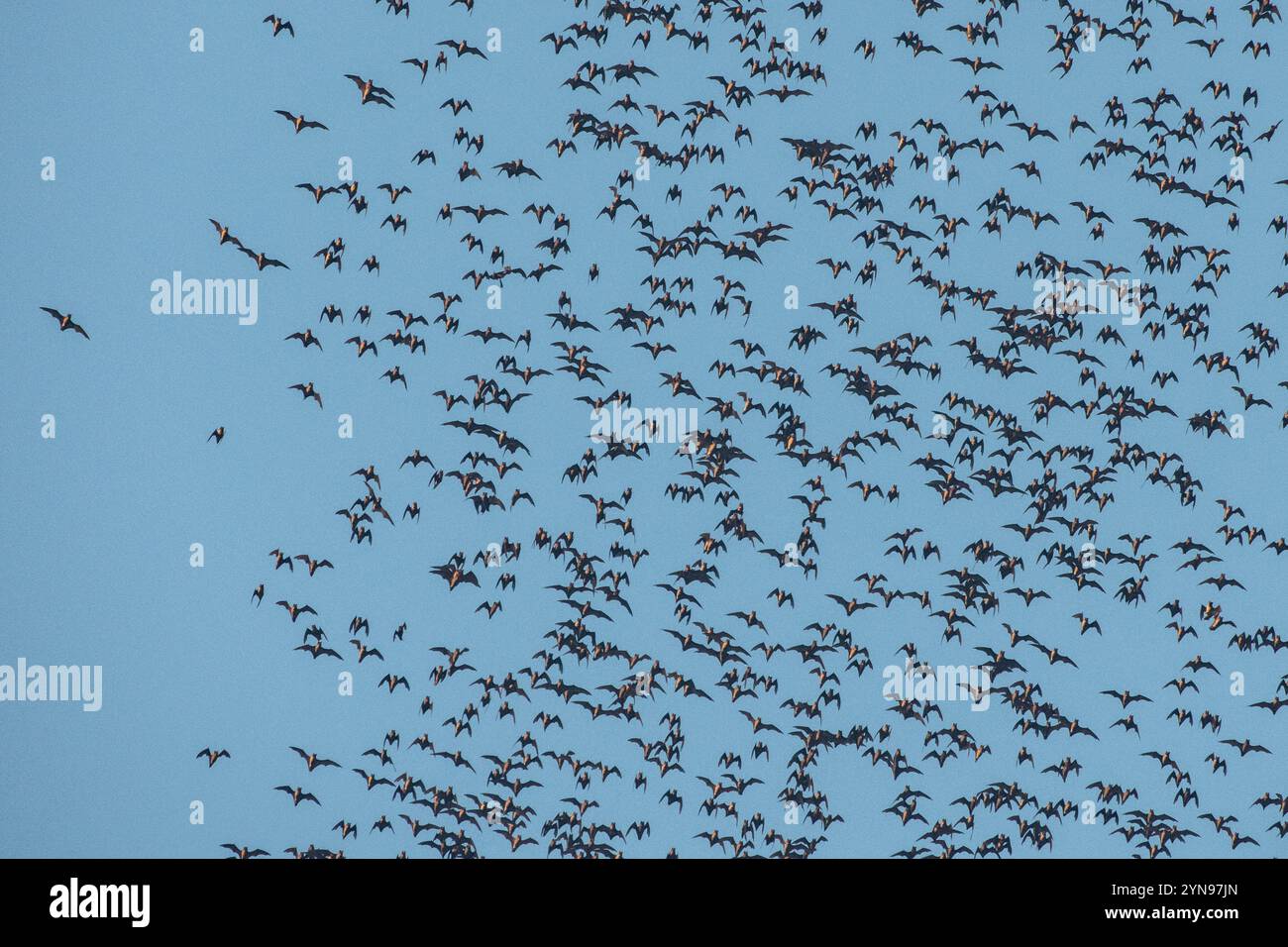 The massive evening exodus of wrinkle lipped free tailed bats (Mops ...