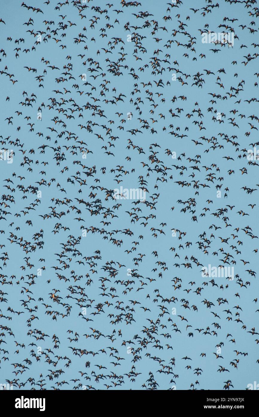 The massive evening exodus of wrinkle lipped free tailed bats (Mops ...