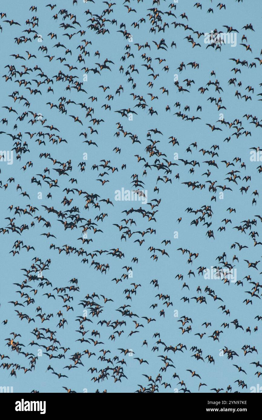 The massive evening exodus of wrinkle lipped free tailed bats (Mops ...