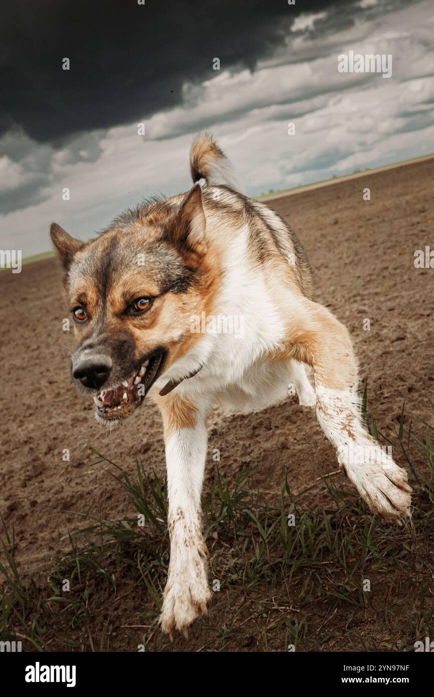 Angry Aggressive Mad Dog Running On Camera Stock Photo - Alamy