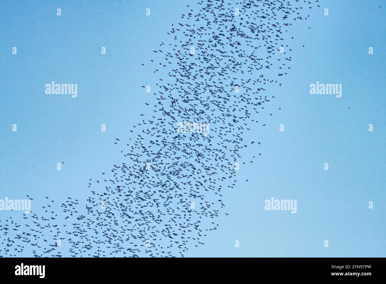 The massive evening exodus of wrinkle lipped free tailed bats (Mops ...