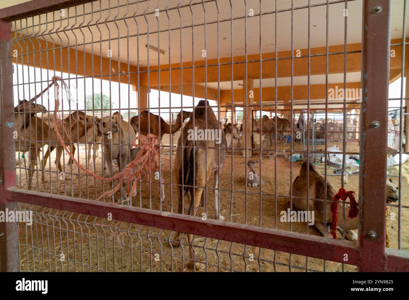 Camel cage animal market hi-res stock photography and images - Alamy