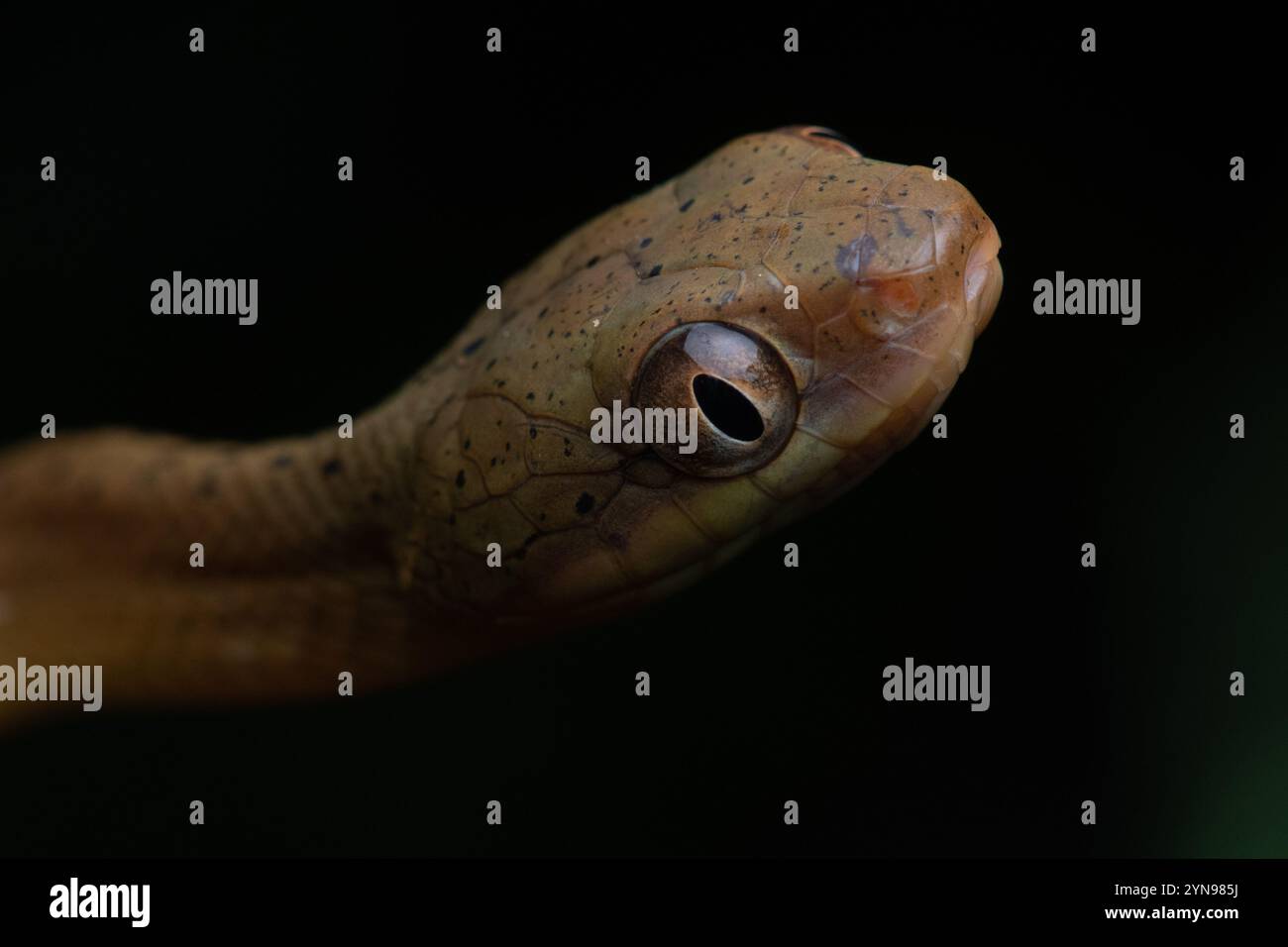 Black-headed Cat Snake ((Boiga nigriceps) in the Malaysian forest at ...