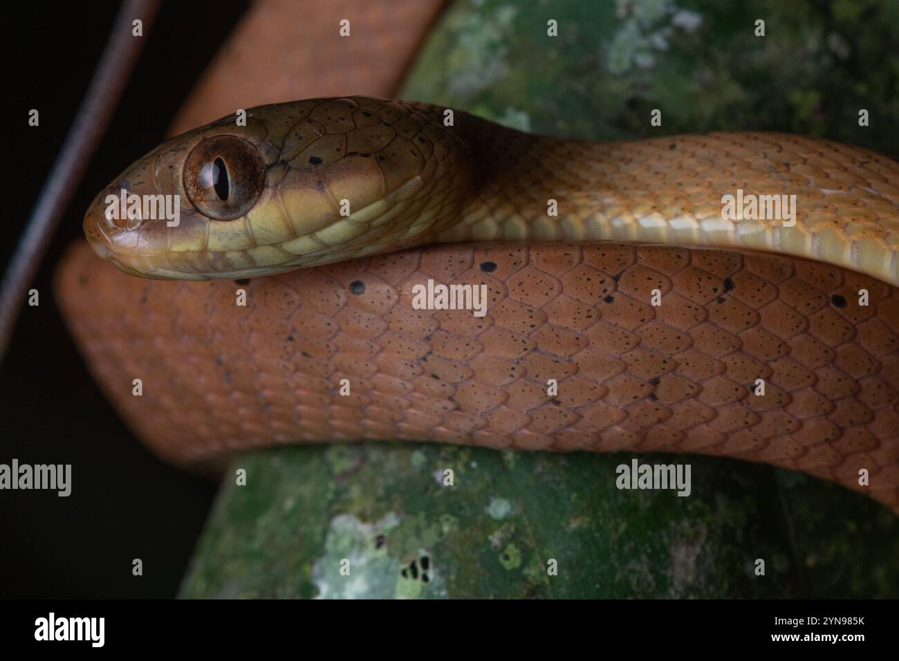 Black-headed Cat Snake ((Boiga nigriceps) in the Malaysian forest at ...