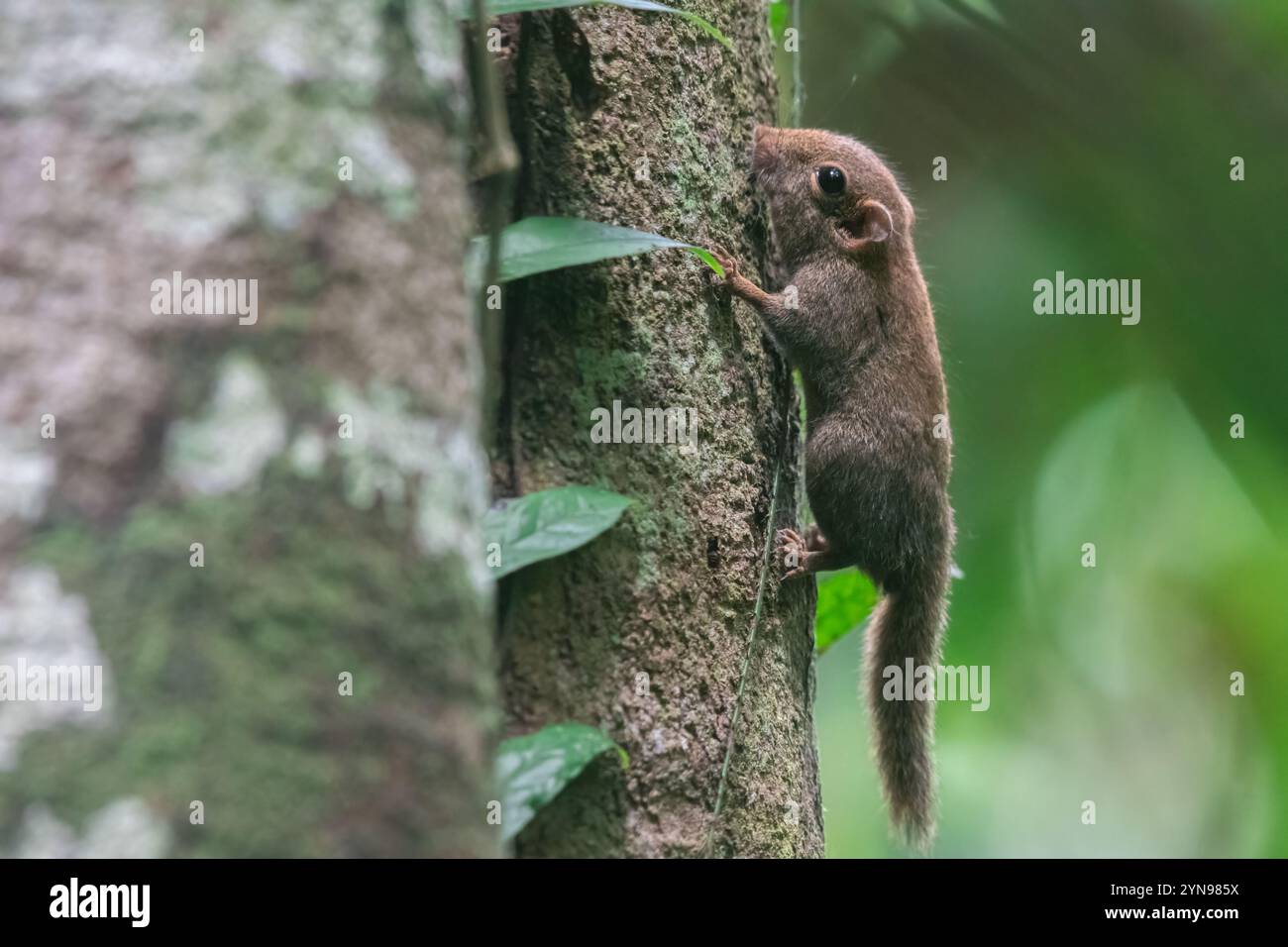 The least pygmy squirrel (Exilisciurus exilis) from Borneo is the smallest squirrel species in ...