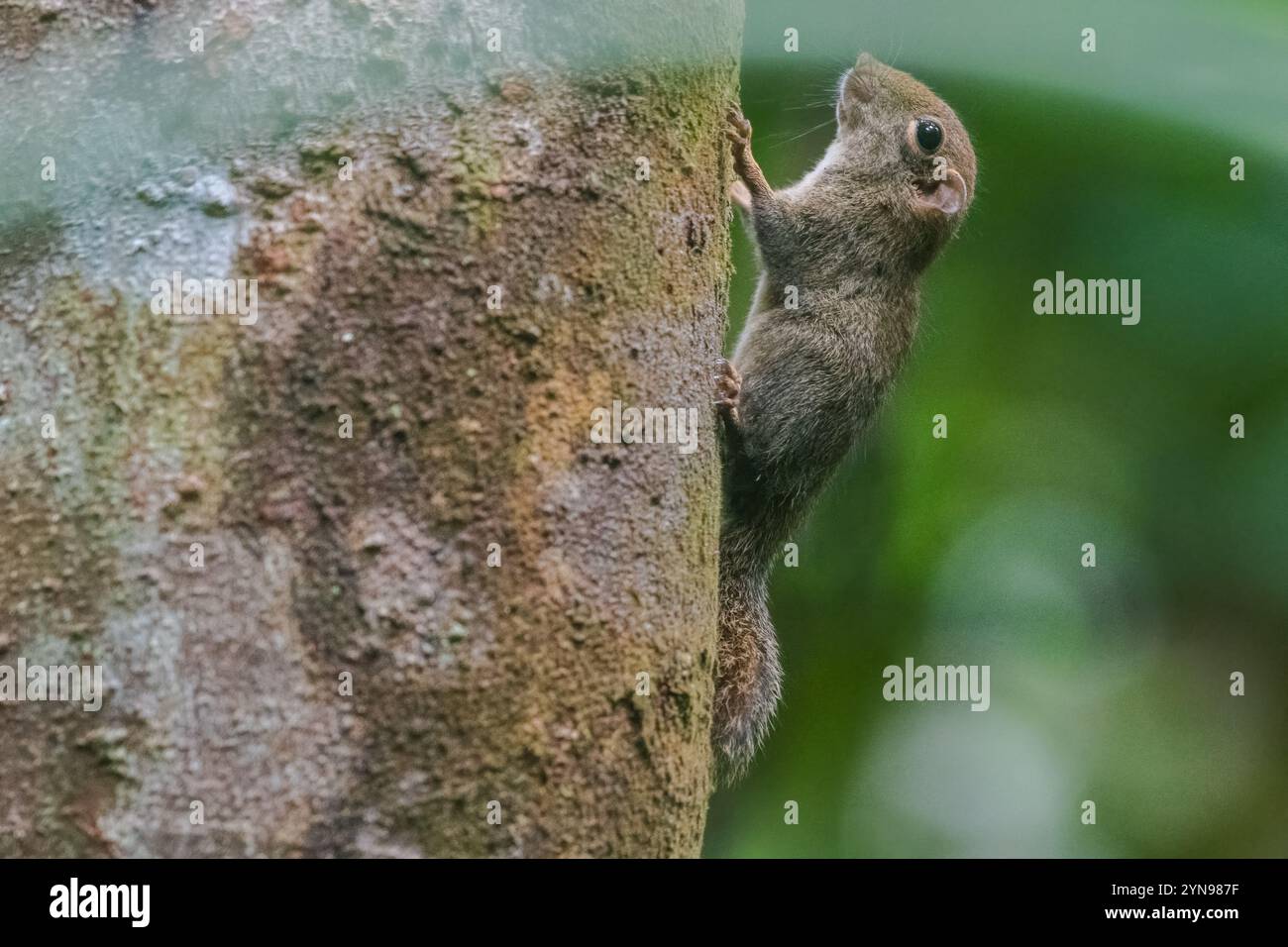 The least pygmy squirrel (Exilisciurus exilis) from Borneo is the smallest squirrel species in ...