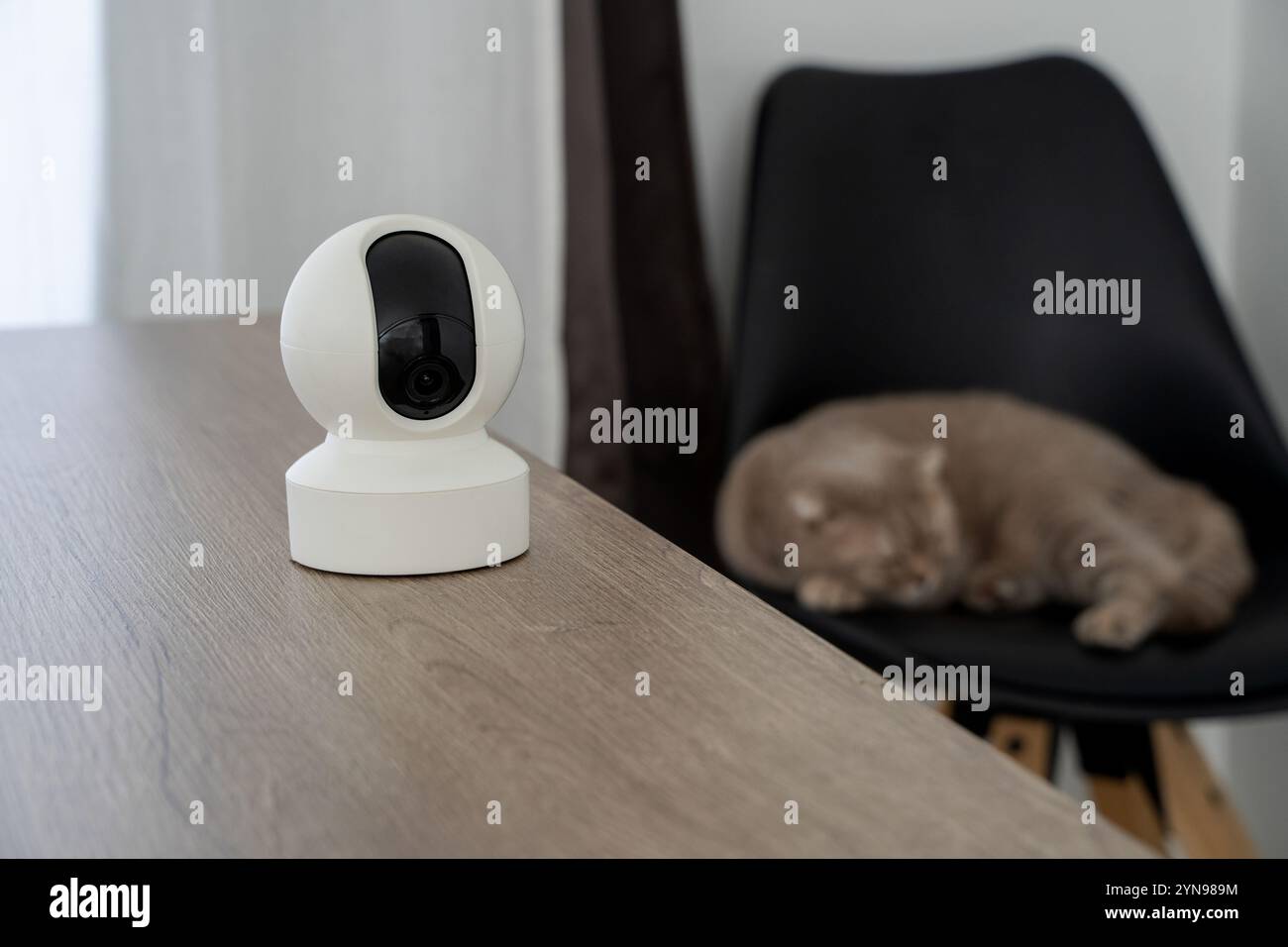 Cat security camera hi-res stock photography and images - Alamy