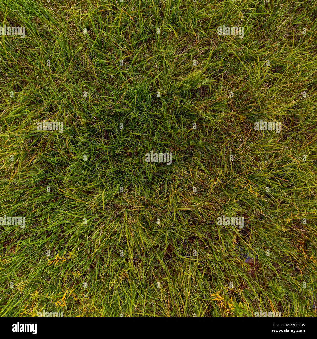 green swamp grass nadir texture and background Stock Photo - Alamy