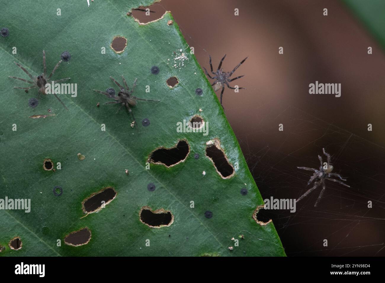 Baby spiders on a leaf and webbing in Gunung Mulu National Park ...