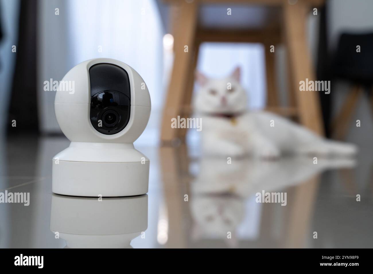 home security camera Smart CCTV cameras detect your beloved cat for ...