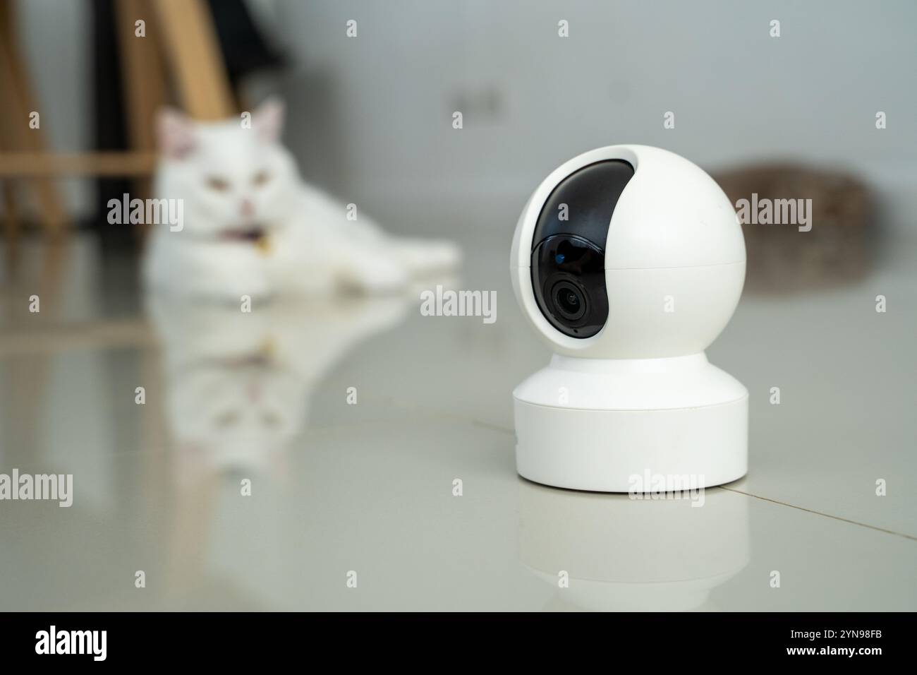 home security camera Smart CCTV cameras detect your beloved cat for ...
