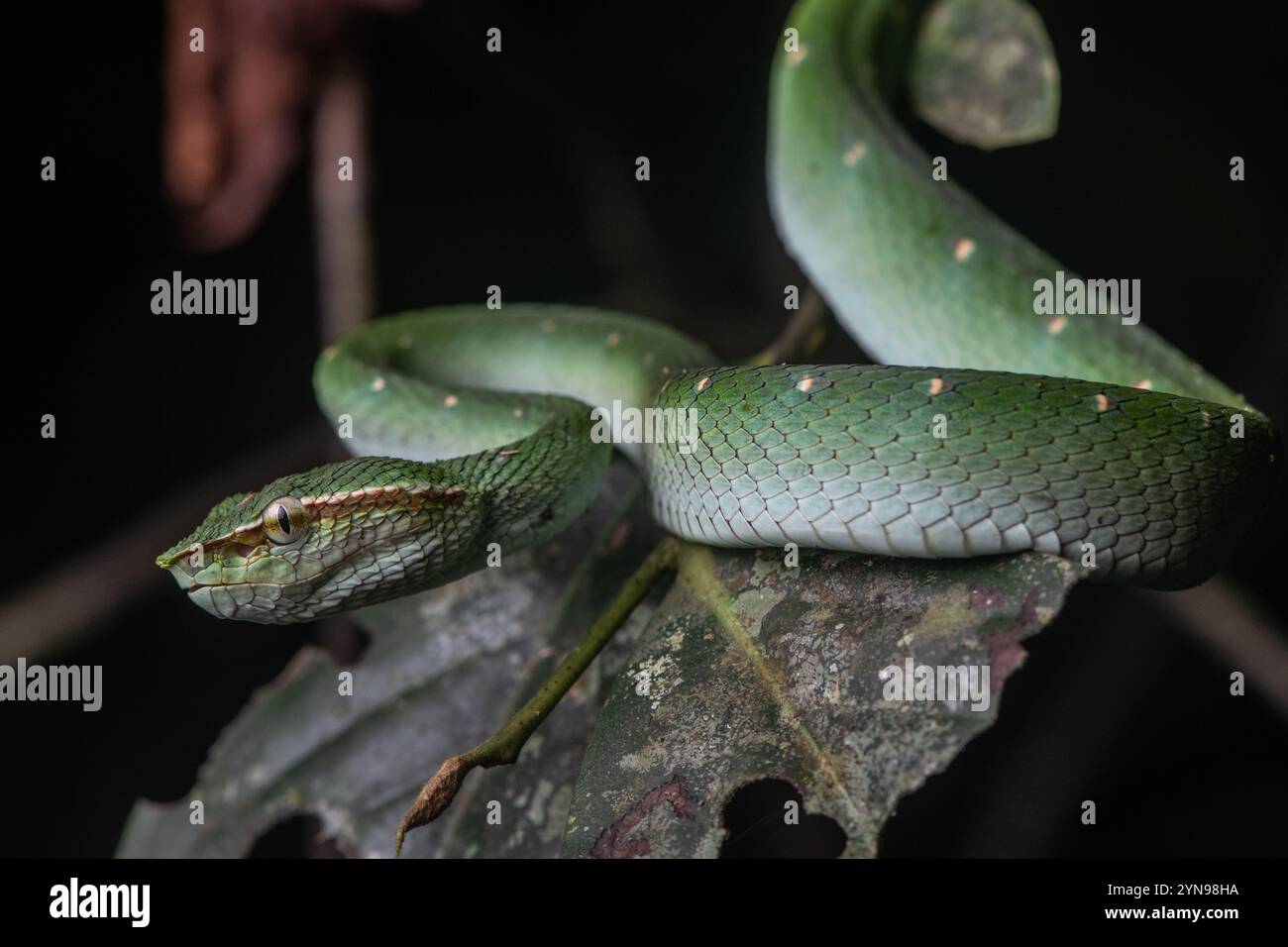 Bornean Keeled Green Pit Viper (Tropidolaemus subannulatus) is an ...
