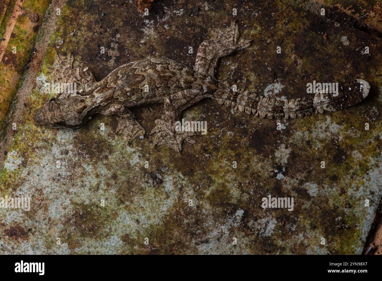 A Kuhl's flying gecko (Gekko kuhli) from Malaysian Borneo in Southeast ...