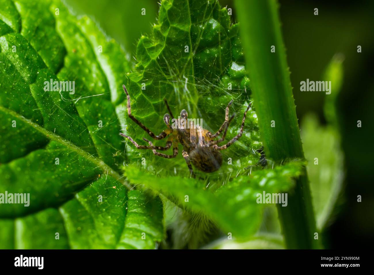 Adult Female Wolf Spider from the Family Lycosidae hunted a red insect ...