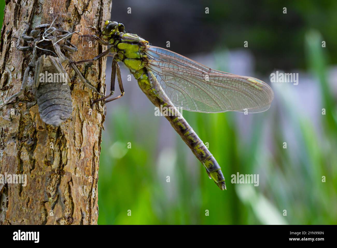 Larval dragonfly grey shell. Nymphal exuvia of Gomphus vulgatissimus ...
